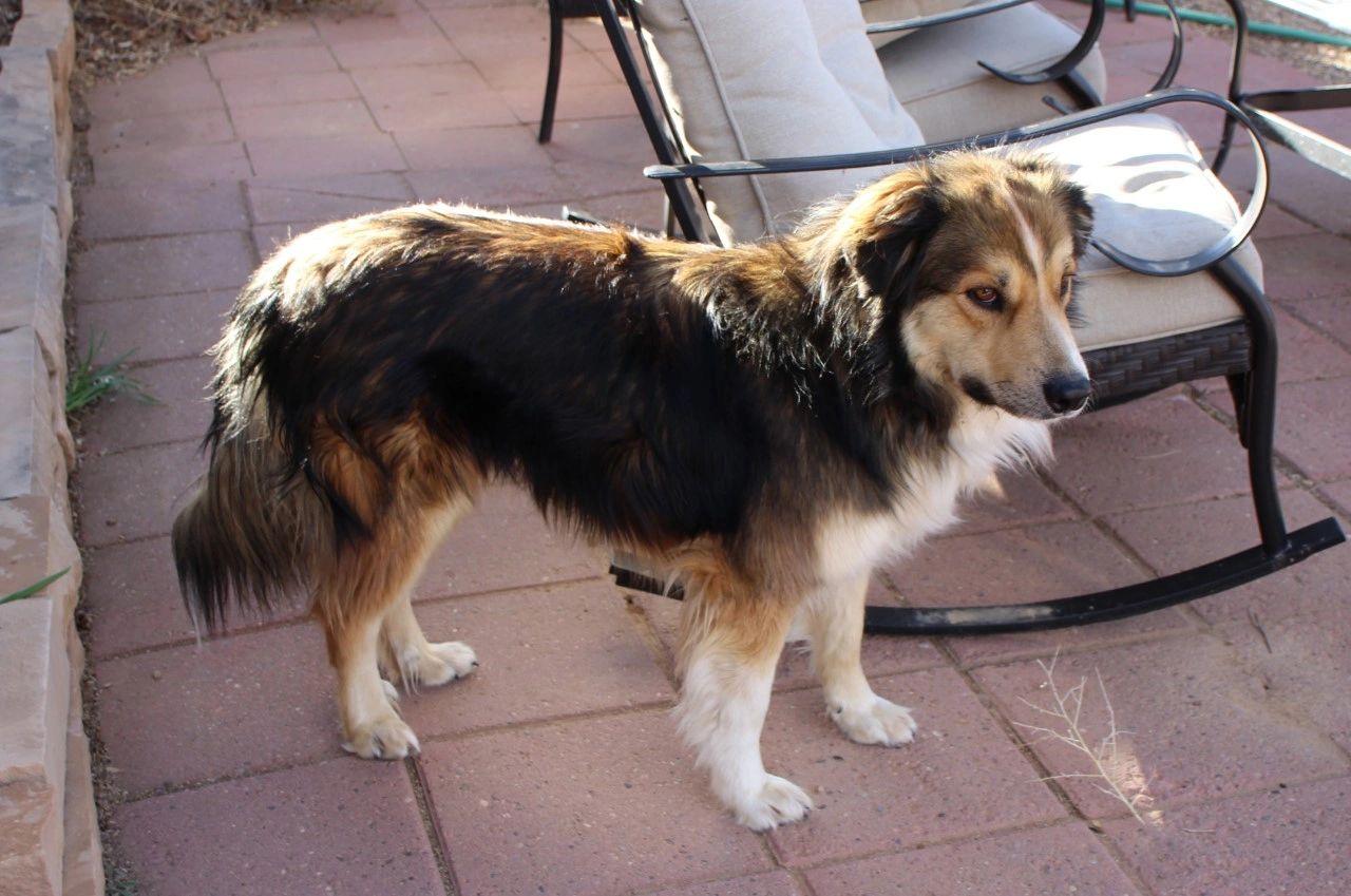German Shepherd Sheltie Mix