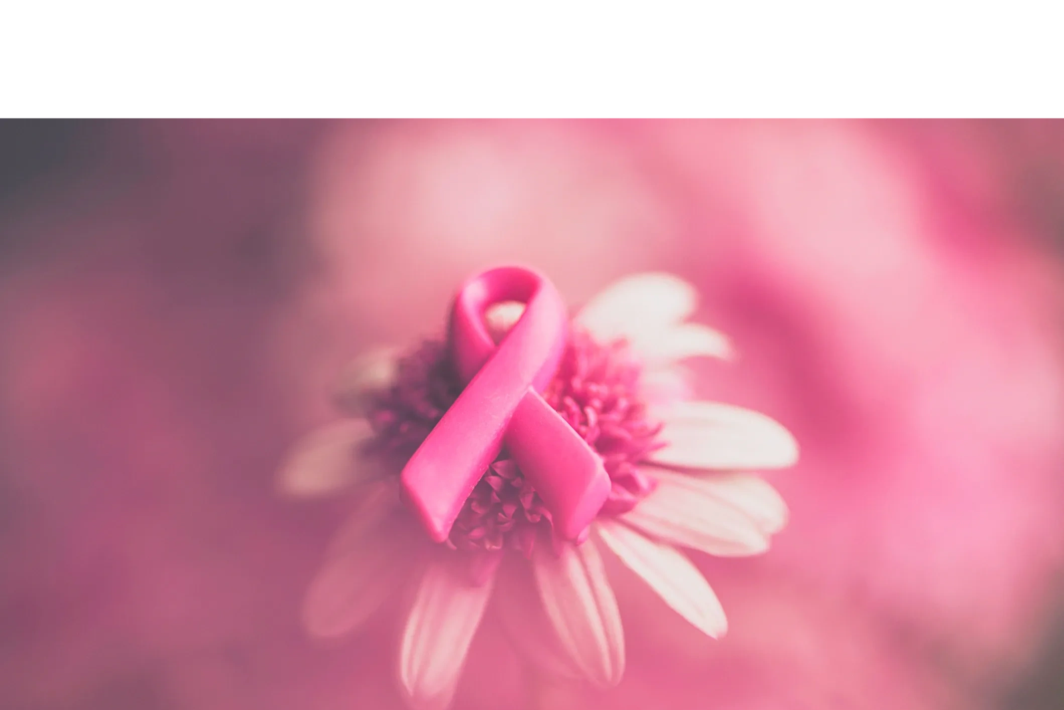 1000 Pink Lights Walk