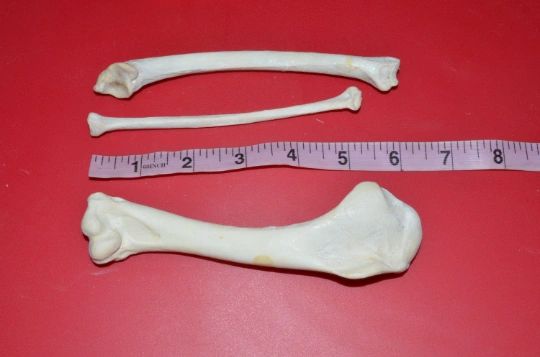 Turkey wing bones GOBBLER includes HUMERUS, ULNA, RADIUS wing bone bird ...
