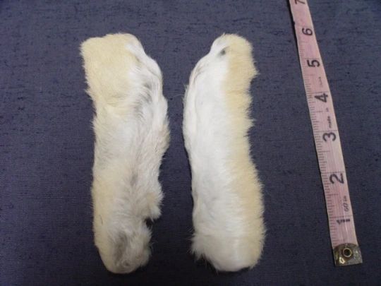 Snowshoe rabbit back feet (2) for fly tying, crafts, decor, etc.