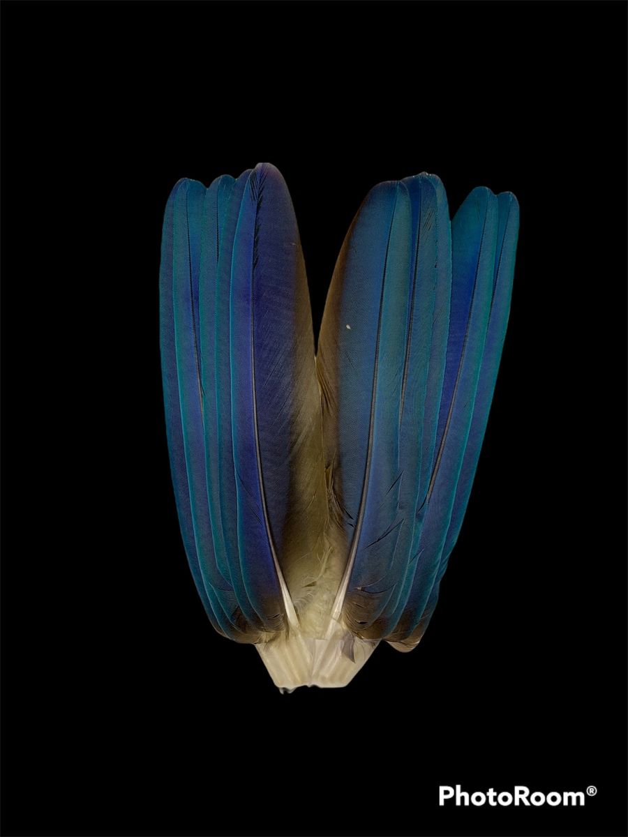 Macaw Feather Fan Set (10pc) (MAC-15)