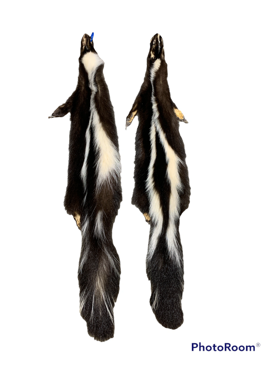 Skunk Pelts w/feet Med\Lg\Xlg (SK-82)