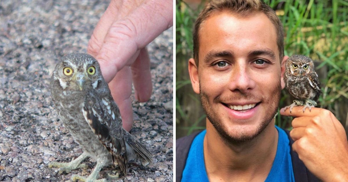 Meet The Elf Owl – The Tiniest Owl In The World