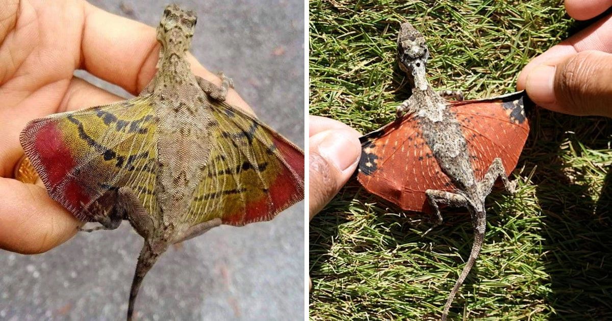 “Draco” Also Known As Flying Dragons Exist