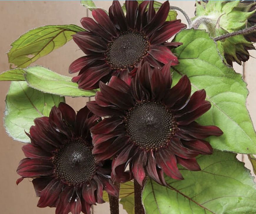 Chocolate Sunflowers, Add A ‘Sweet’ Touch To Your Garden