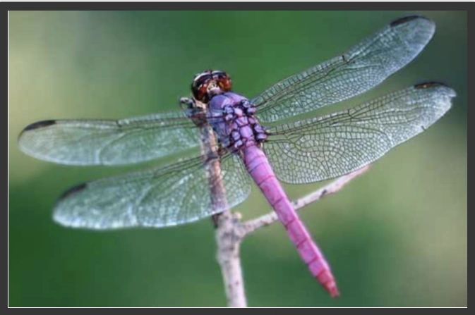 Dragonflies Carry A Deep And Significant Meaning.