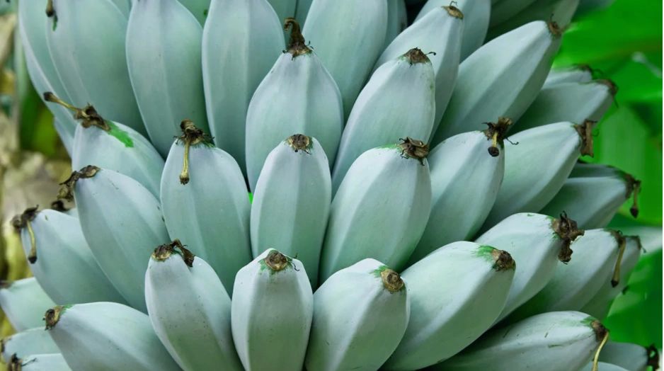 Why Blue Java Bananas Taste Like Ice Cream — and Other Facts