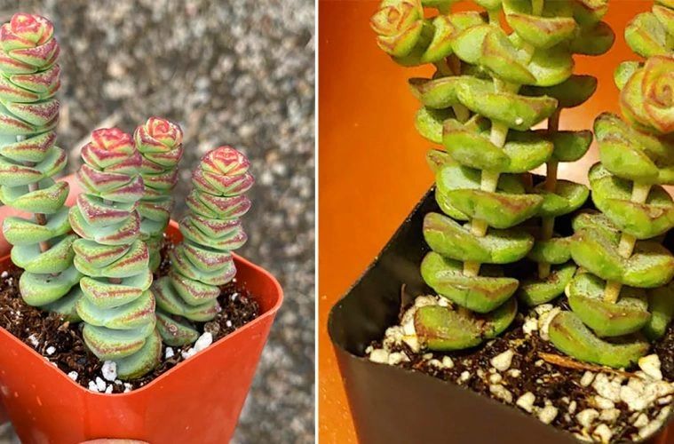 There’s A Succulent Plant Known As ‘String Of Buttons’