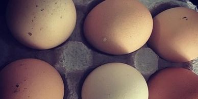 Table Eggs | Daulat Farms | Daulat Farms Group of Companies