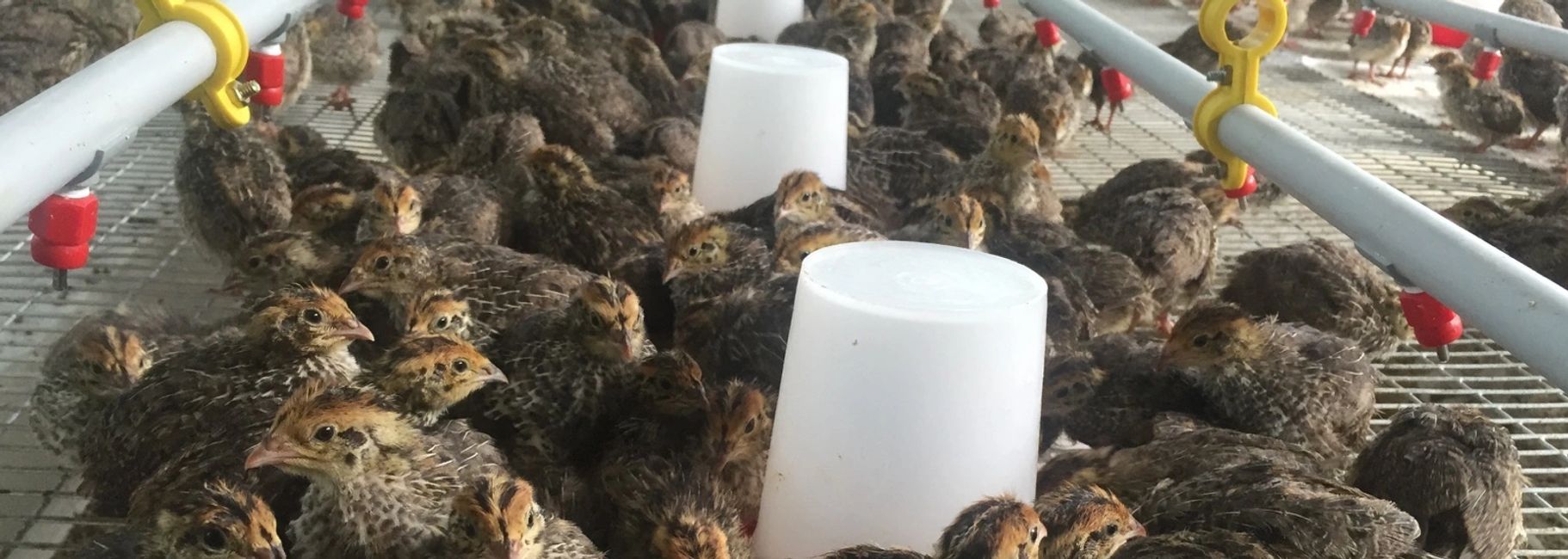 Poultry Contract Farming | Daulat Farms Group of Companies | Kadaknath ...