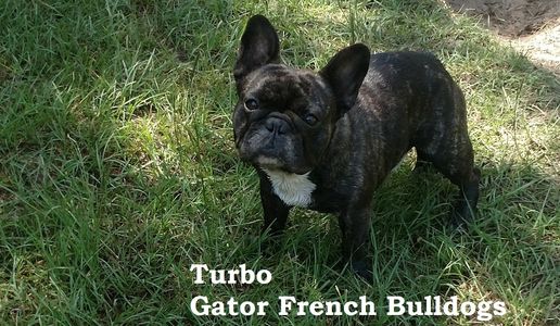 Studs | Gator French Bulldogs