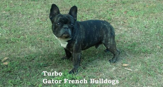Studs | Gator French Bulldogs