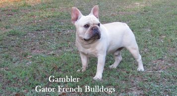 Studs | Gator French Bulldogs