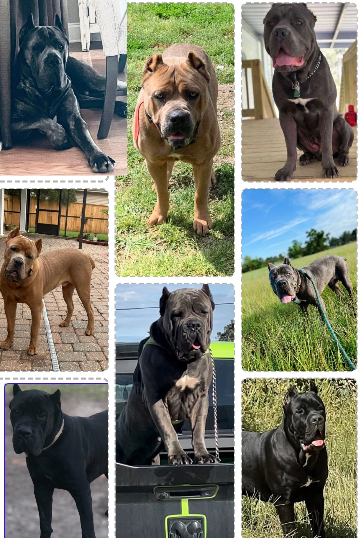 Louisiana’s DTR Cane Corsos