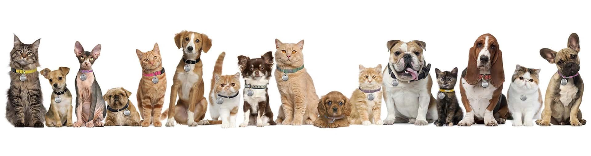 Boonsboro Veterinary Hospital - Veterinary - Boonsboro, Maryland