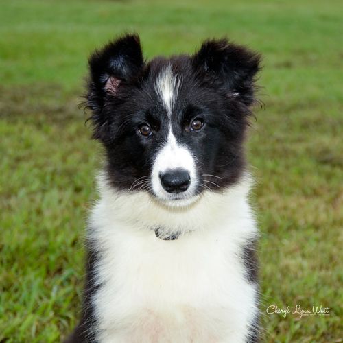 Obedience, Agility, Manners - Best Paw Forward Inc.