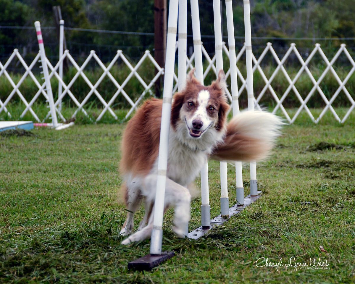 Agility-Obedience-Rally Plus Monthly Combo