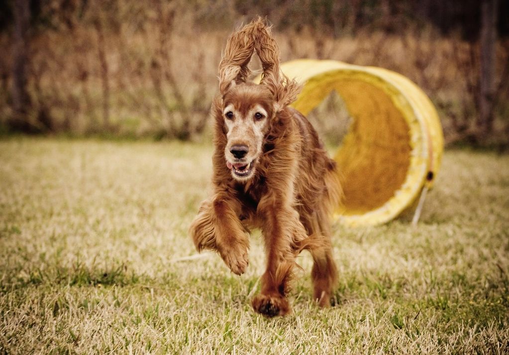 Obedience, Agility, Manners - Best Paw Forward Inc.