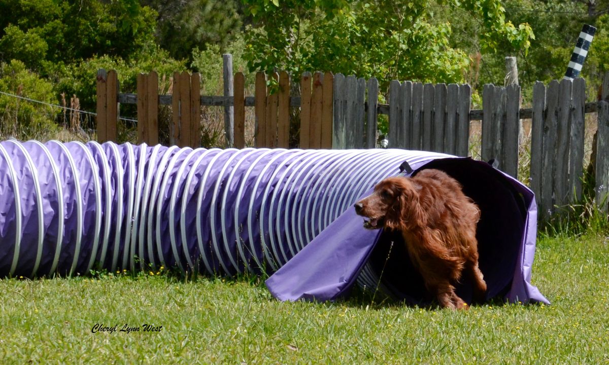 Advanced Agility/Obedience