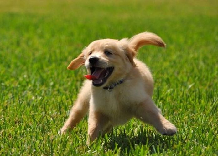 Positive Obedience, Agility, Manners, Puppy Class - Best Paw Forward Inc.