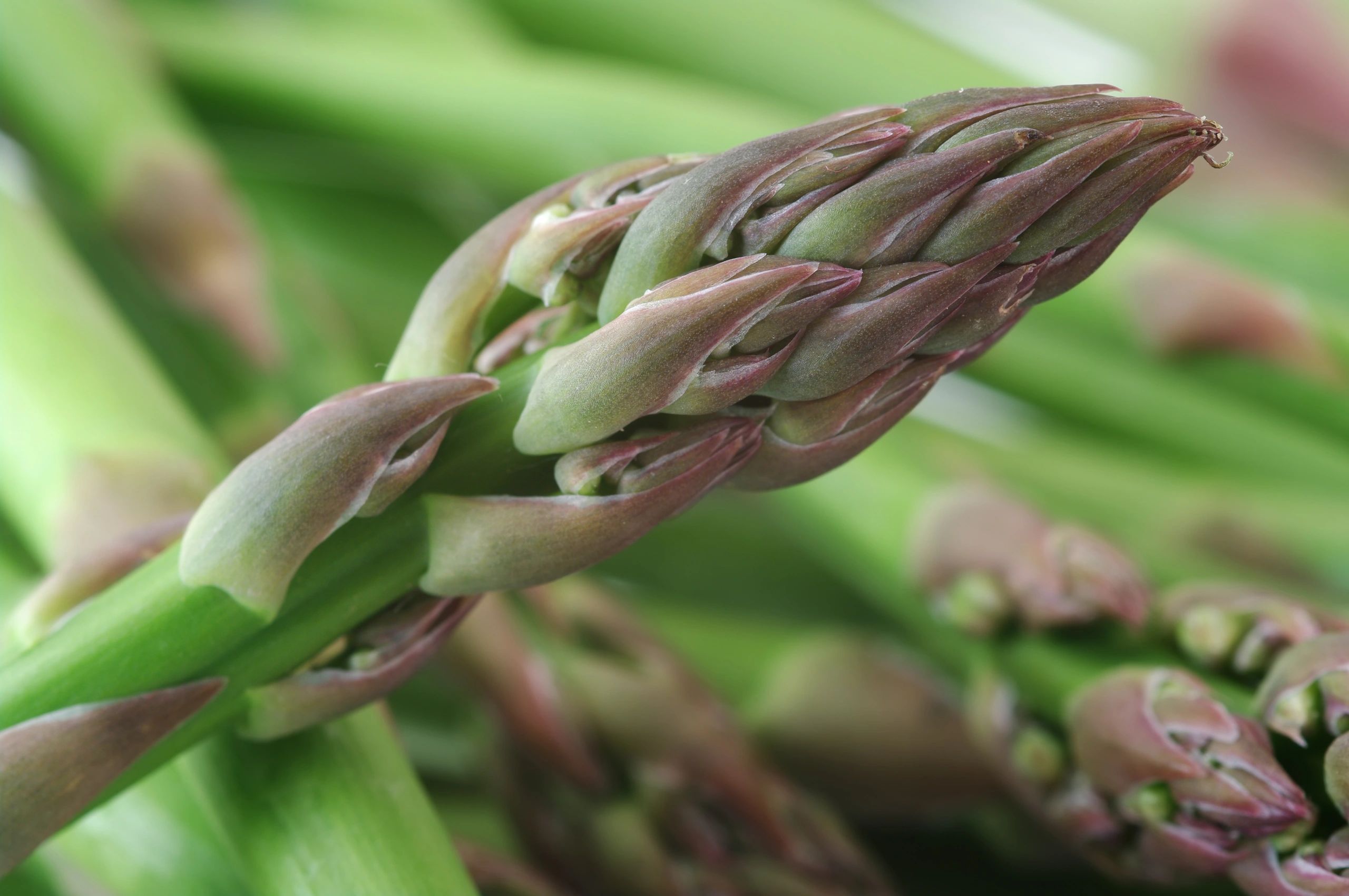 Peruvian Asparagus Importers Association