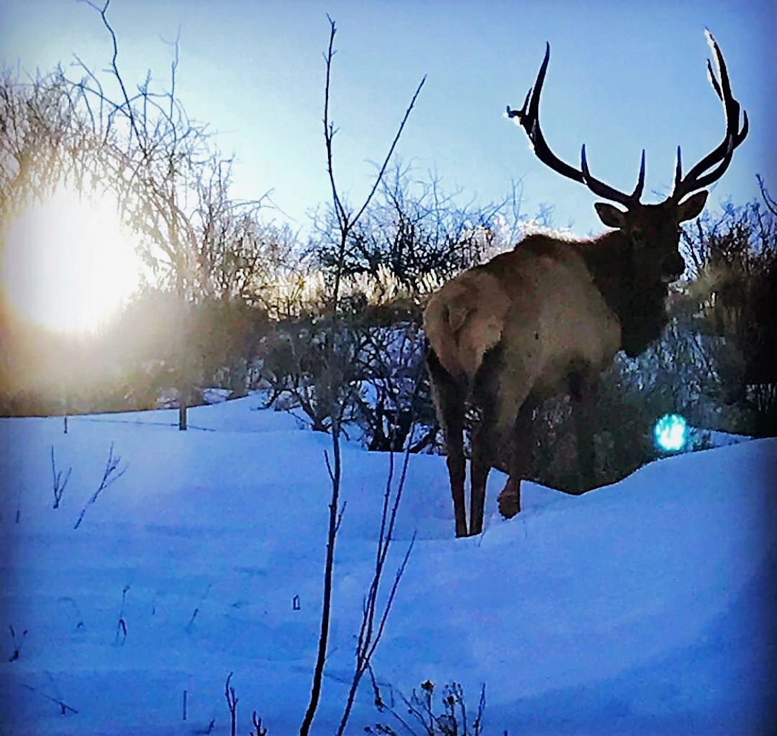 Two Elk Temp Services