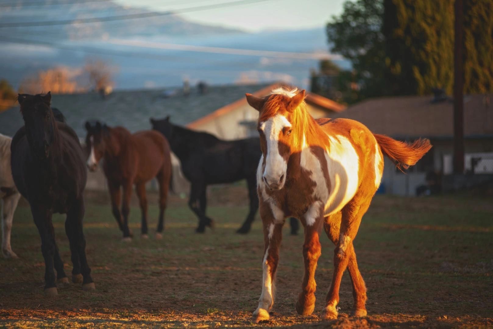 Rusty Heart Horse Rescue Ranch