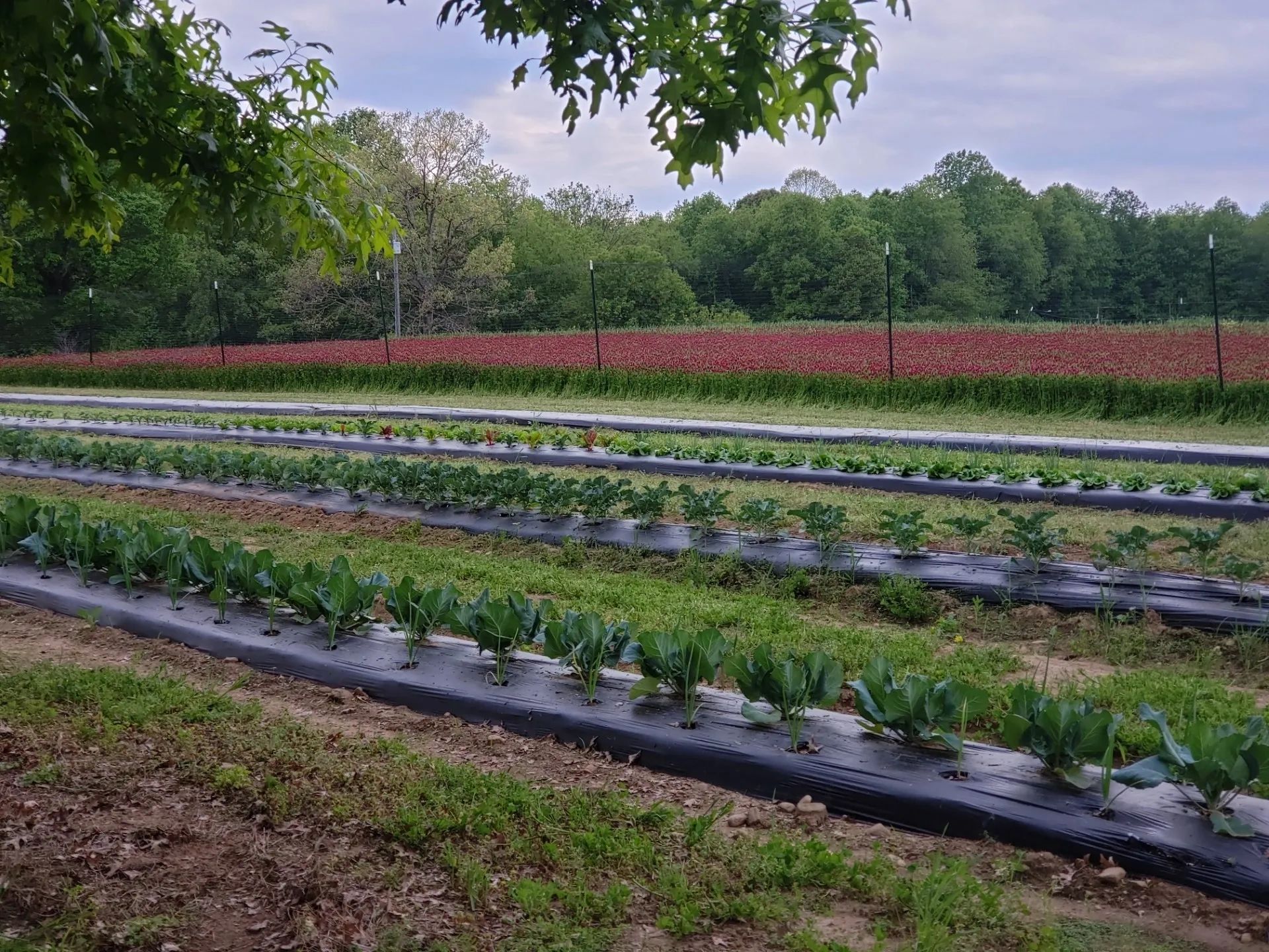 Bramble and Butterfly Farm
