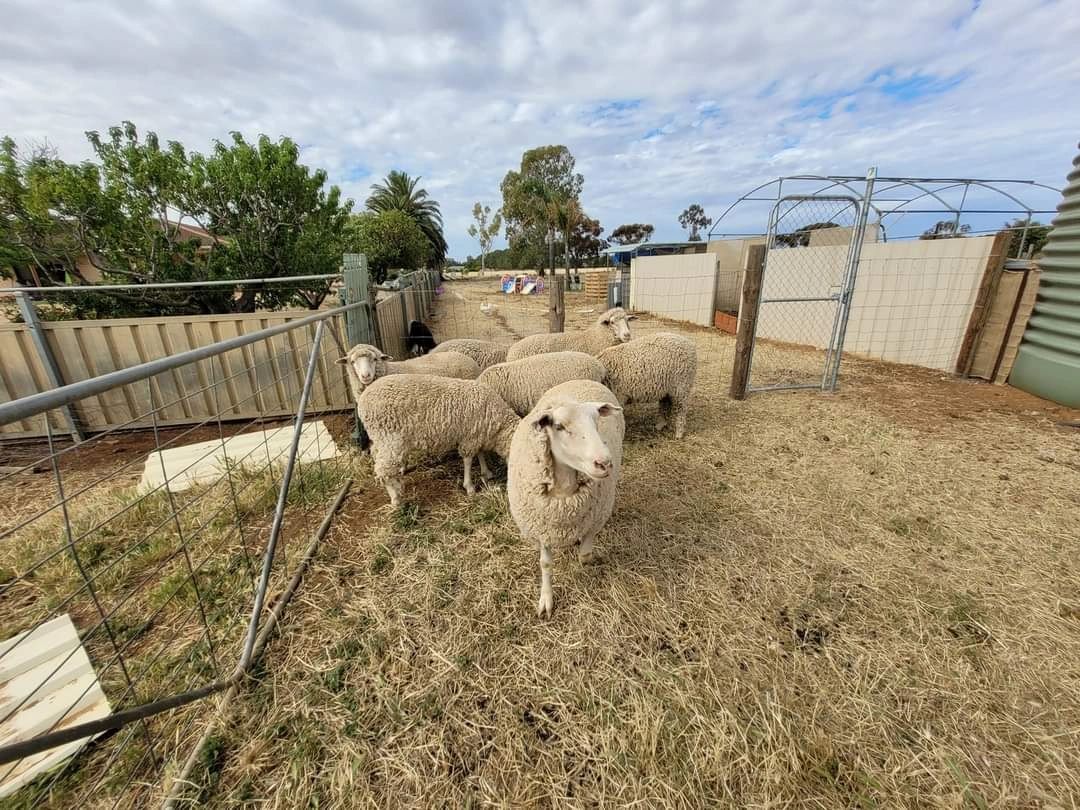 Hobby Sheep Shearing - Jono's Sheep Shearing Services