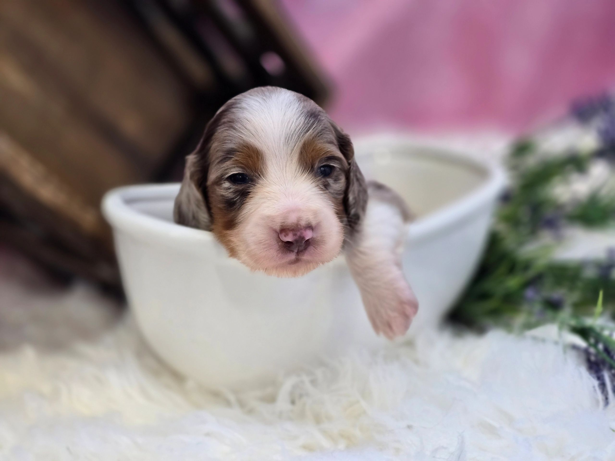 HOME [puppiesofactionfarms.com]