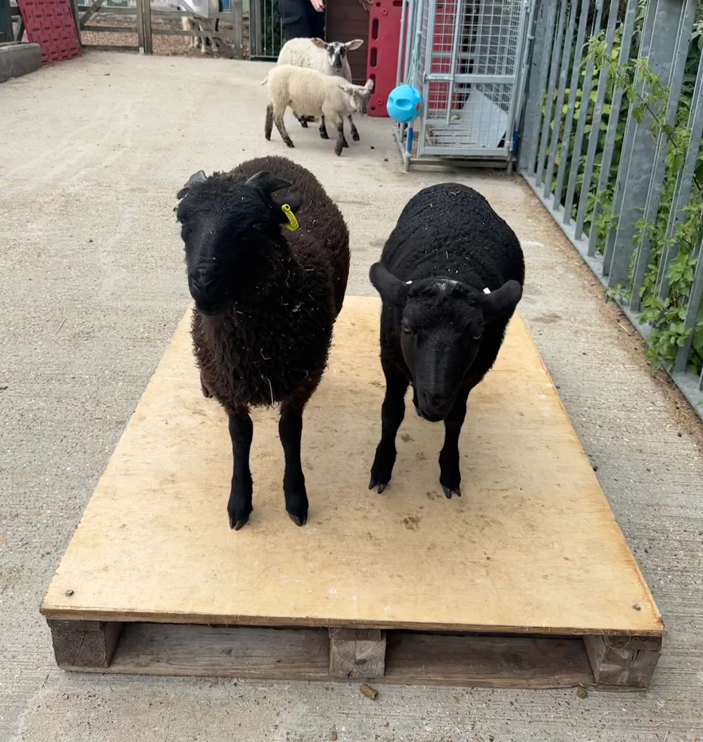 Shaping Behaviour - Home