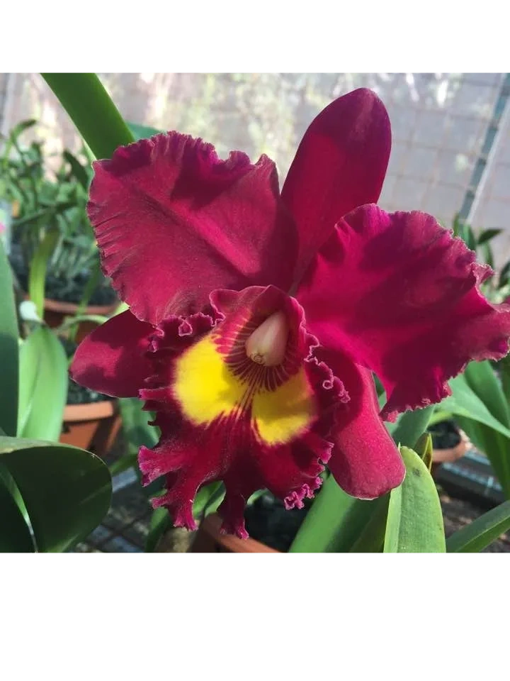 Rlc. Sanyung Ruby 'Grand Dragon'