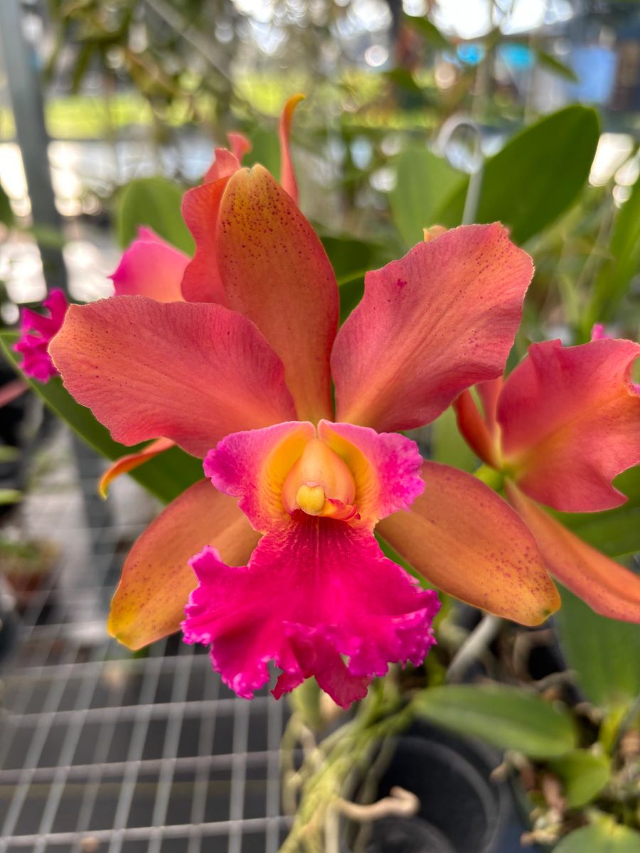 Rlc. Akiko Sato 'Volcano Queen'