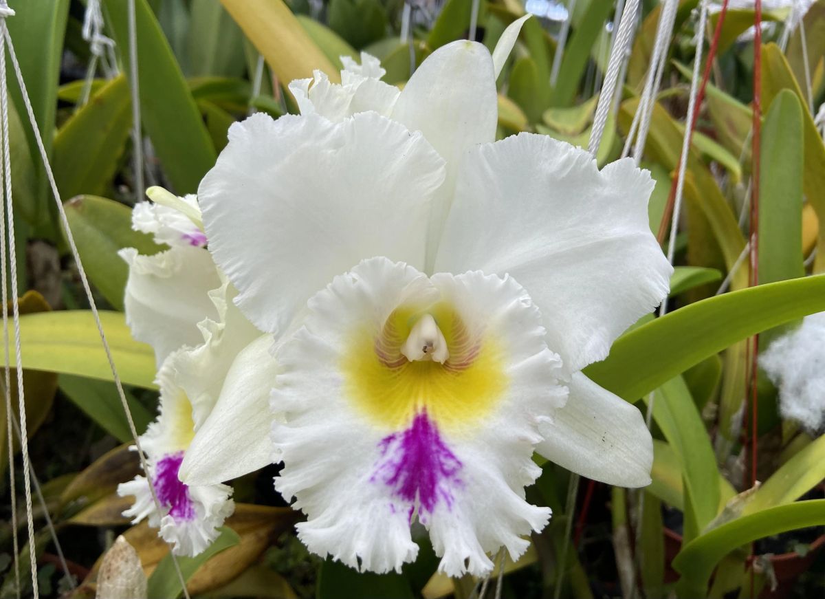 Rlc. Liou Hope 'Ball'