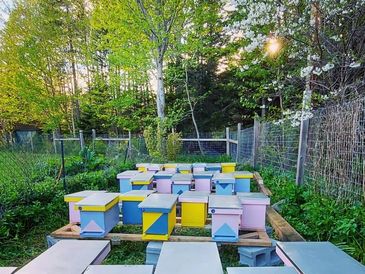 Humber Valley Bee Company - Honey Bees for Sale, Newfoundland