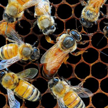 Humber Valley Bee Company - Honey Bees for Sale, Newfoundland