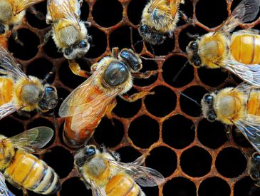 Humber Valley Bee Company - Honey Bees for Sale, Newfoundland