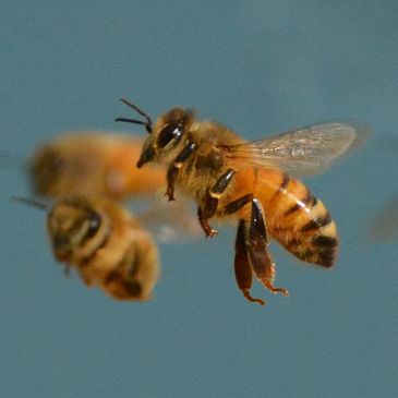 Humber Valley Bee Company - Honey Bees for Sale, Newfoundland