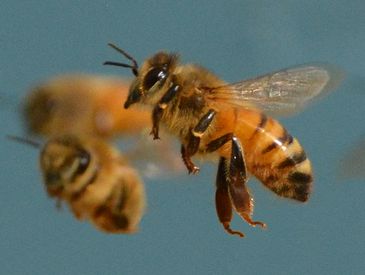Humber Valley Bee Company - Honey Bees for Sale, Newfoundland