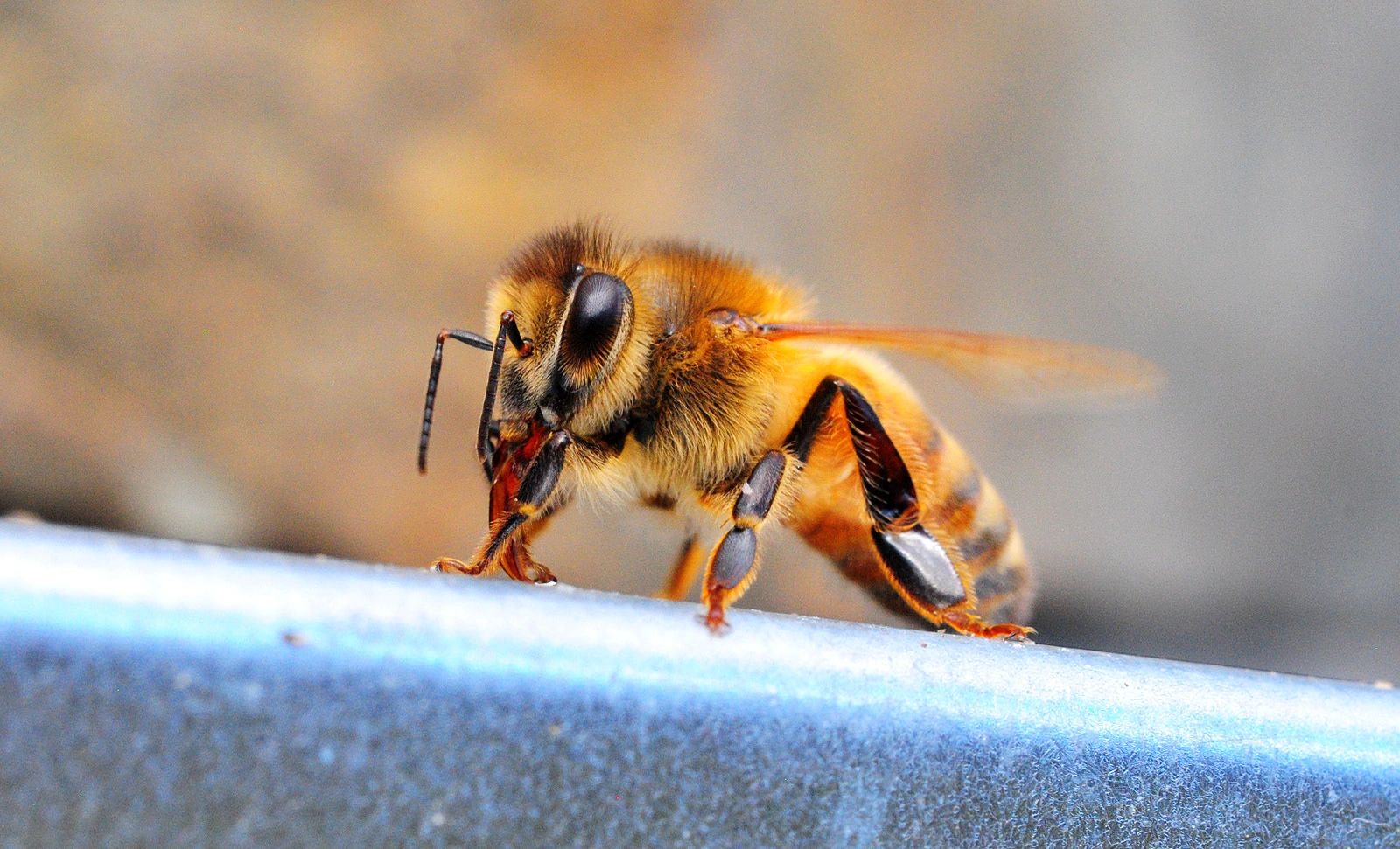 Humber Valley Bee Company - Honey Bees for Sale, Newfoundland