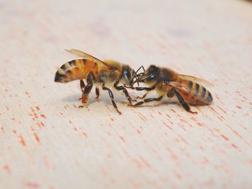 Humber Valley Bee Company - Honey Bees for Sale, Newfoundland