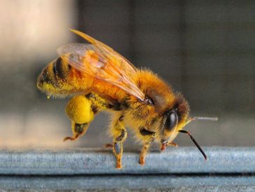 Humber Valley Bee Company - Honey Bees for Sale, Newfoundland