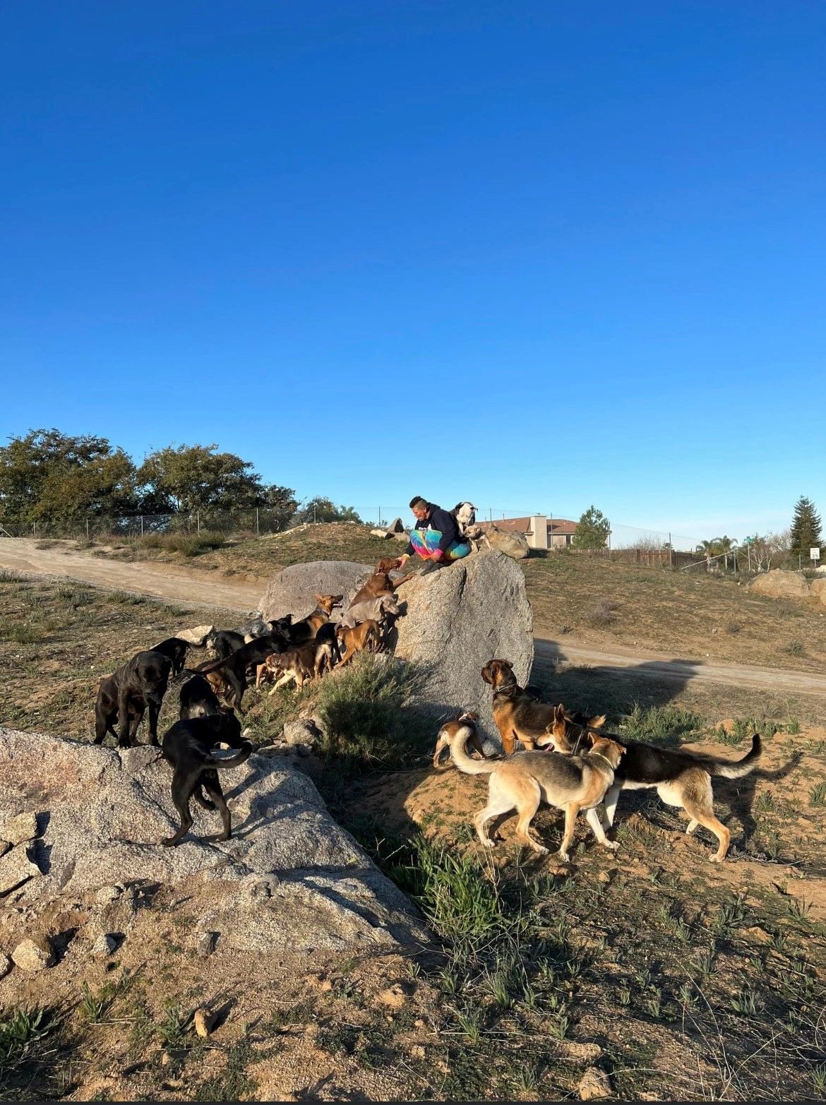Available Dogs