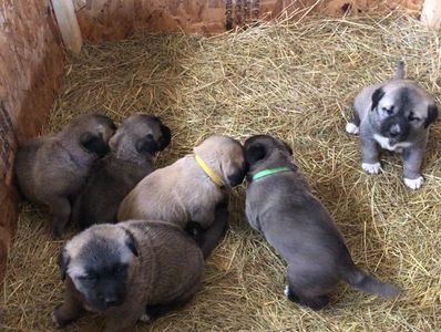 Kangal Puppies for Sale - Sivas Kangal Dogs