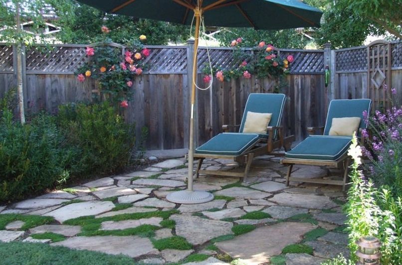 Elfin Thyme (Thymus serpyllum 'Elfin')