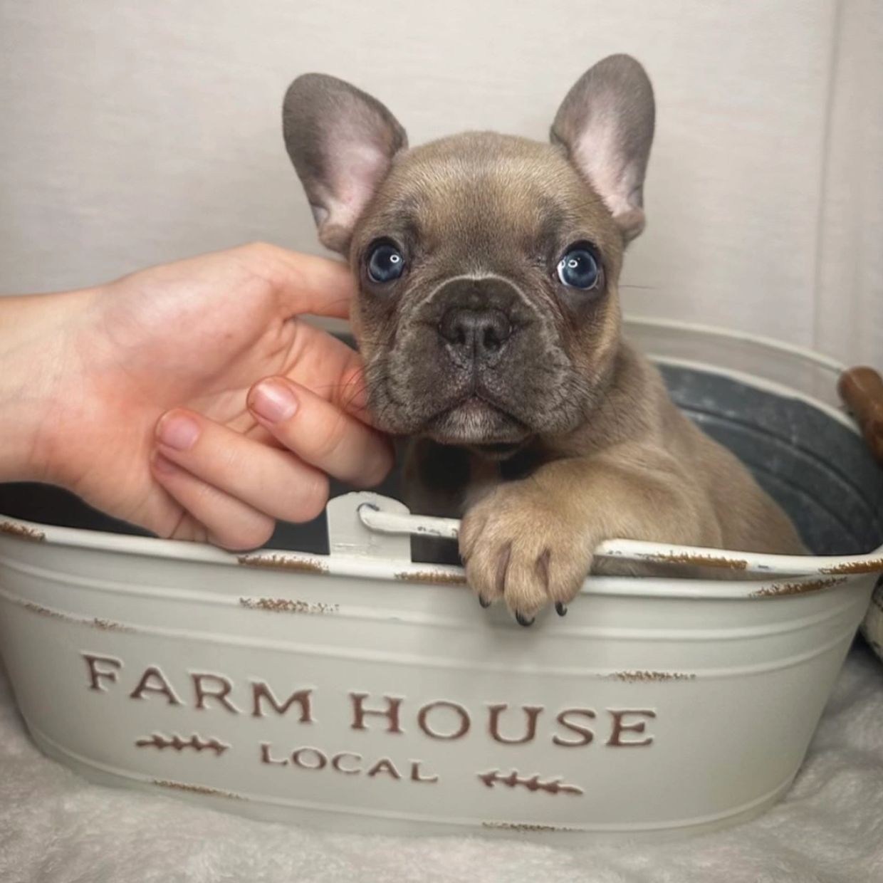 Bengals and Bullies - French Bulldog Breeder, French Bulldog Puppies
