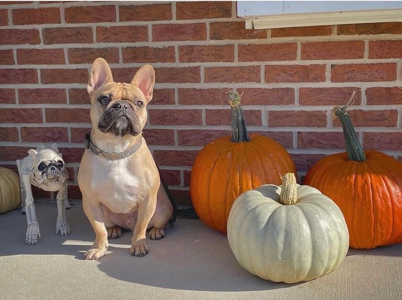 Bengals and Bullies - French Bulldog Breeder, French Bulldog Puppies