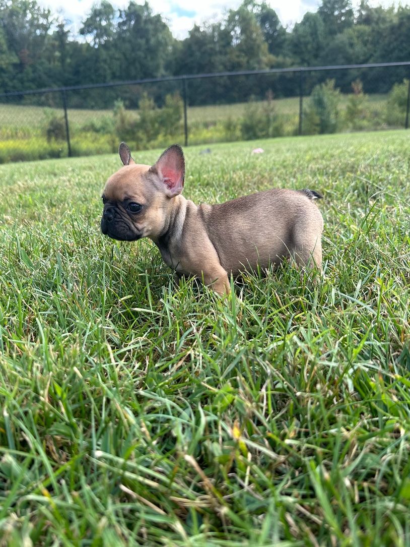French Bulldog Puppies for Sale in Virginia - Bengals and Bullies