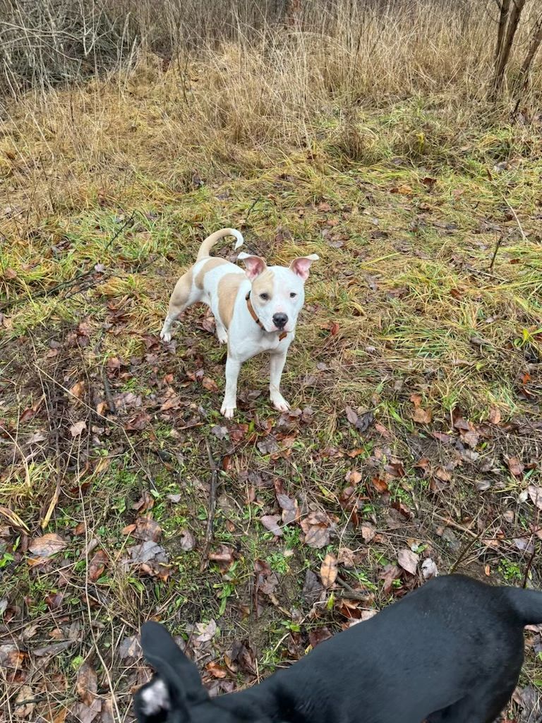 Purgatory Pet Refuge