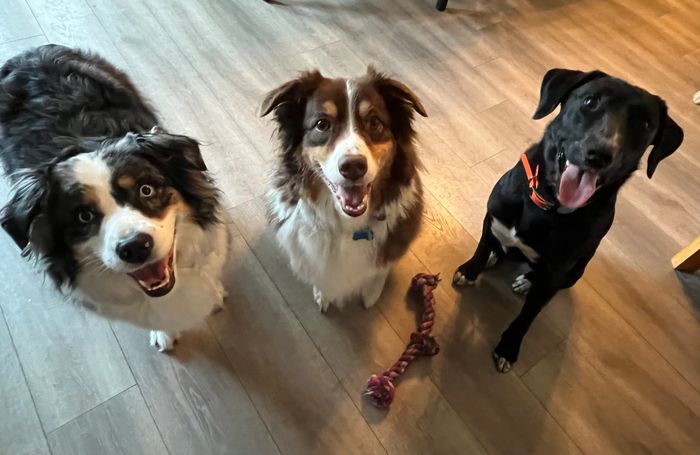 Top Pet Boarding Service in Your Area